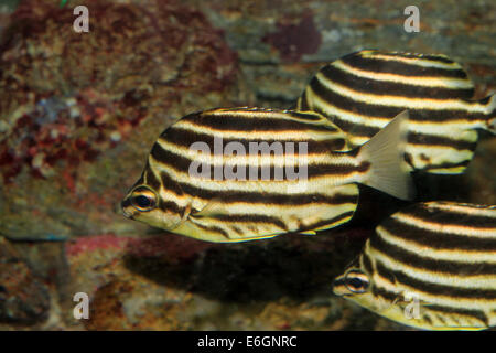 Stripey fish Microcanthus strigatus in Sydney Aquarium Darling Harbour ...