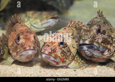 False kelpfish or Marbled rockfish (Sebastiscus marmoratus) in Japan ...