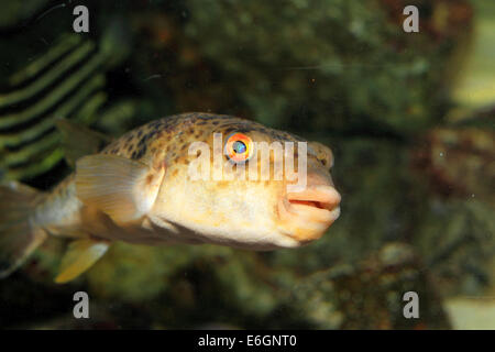 Grass Puffer (Takifugu niphobles) in Japan Stock Photo - Alamy