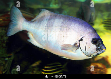Striped beakfish or Barred Knifejaw (Oplegnathus fasciatus) in Japan ...