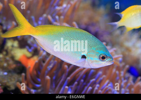 Blue-and-yellow Fusilier (Caesio teres) shoal, swimming over reef, Gam ...