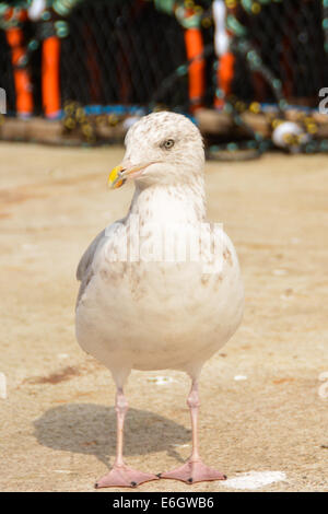 Gull staring at camera Stock Photo - Alamy