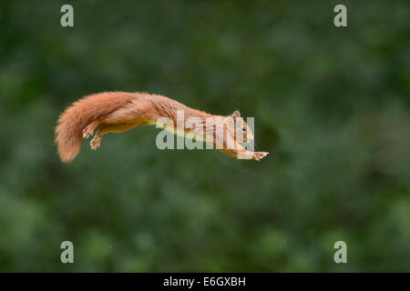 Red squirrel (Sciurus vulgaris) jumping, Scotland Stock Photo - Alamy