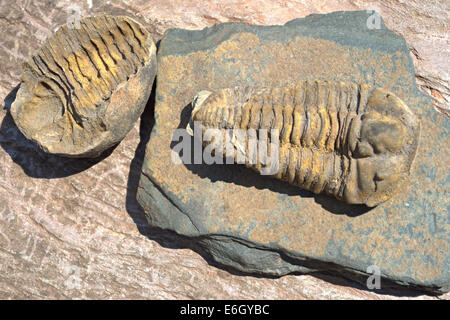 Trilobite. fossil group of extinct marine arthropods that form the ...