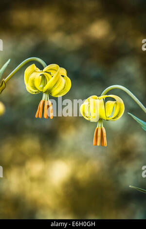 Pyrenean Lily (Lillium pyrenaicum) in Scotland Stock Photo - Alamy