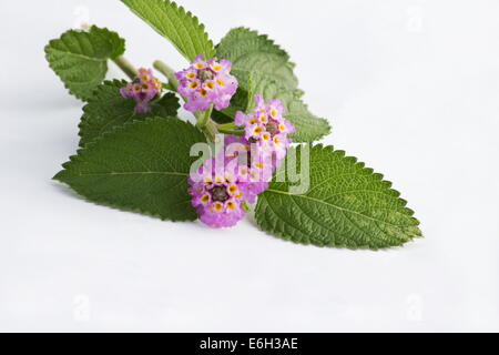 Bushy lippia flowers (Lippia alba Stock Photo - Alamy