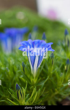 Bright blue flowers of the compact gentian, Gentiana sino-ornata 'Blue ...