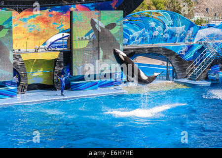 Killer whales (Orcinus orca) performing at show in Shamu Stadium at Sea ...