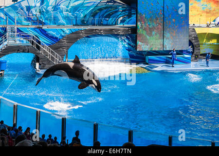 Killer whales perform in Shamu stadium at SeaWorld Stock Photo - Alamy