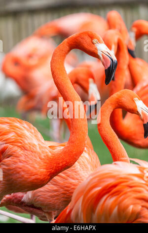 Brightly colored Flamingos at Busch Gardens in Tampa, Florida, USA ...