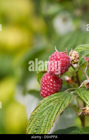 a red fresh raspberry growing in a field Stock Photo - Alamy