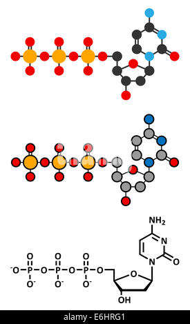 Deoxycytidine triphosphate (dCTP) nucleotide molecule. DNA building ...