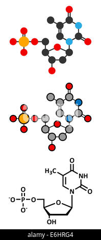 Thymidine monophosphate (TMP, thymidylate) nucleotide molecule. DNA ...