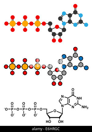 Guanosine triphosphate (GTP) RNA building block molecule. Also used as ...