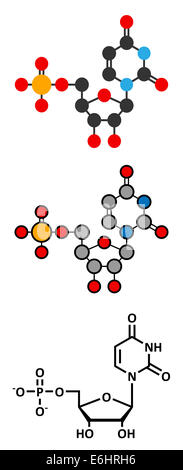 Uridine monophosphate (UMP, uridylic acid) nucleotide molecule ...