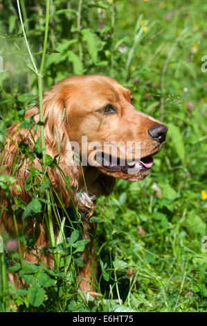 sprocker spaniel dog Stock Photo - Alamy