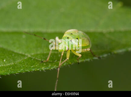 Lygus bug nymph (lygus sp Stock Photo - Alamy