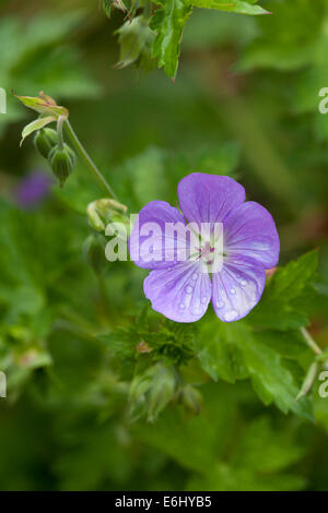 wild geranium (Geranium maculatum Stock Photo - Alamy