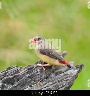 Red avadavat (Amandava amandava) female bird perching on dry bushes in ...