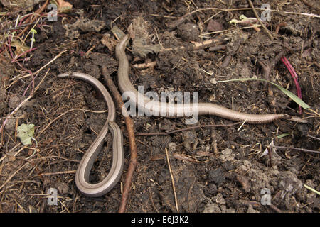 Male and female slow worm (Anguis fragilis Stock Photo - Alamy
