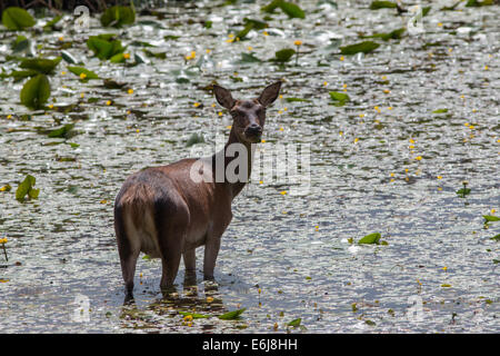 Irish Red Deer, Killarney National Park, Co Kerry, Ireland Stock Photo ...