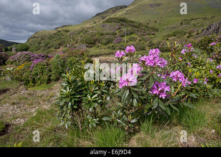 Invasive rhododendrons Rhododendron ponticum spreading on Isle of Mull ...