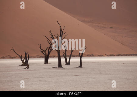 Skeleton Trees Dead Vlei Namib Naukluft Park Namibia Stock Photo - Alamy