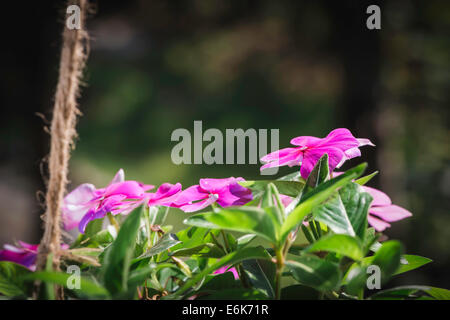 Flowers hanging pot. Sun lights Stock Photo - Alamy