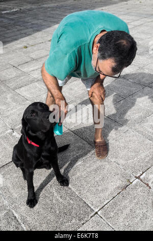 Labrador Retriever dog - being brushed Stock Photo - Alamy