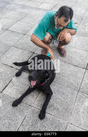 Labrador Retriever dog - being brushed Stock Photo - Alamy
