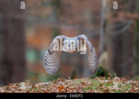 Great Horned Owl / Tiger Owl / Virginia-Uhu ( Bubo virginianus ...