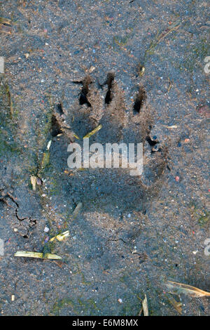 badger foot prints Stock Photo - Alamy