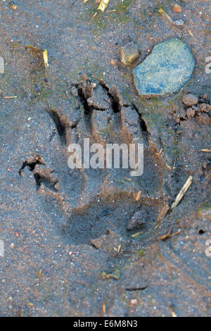 badger foot prints Stock Photo - Alamy