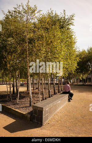 Copse of silver birch trees in the winter sunlight with snow on the ...