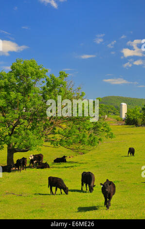 Cows Grazing near Briery Branch in the Shenandoah Valley of Virginia ...