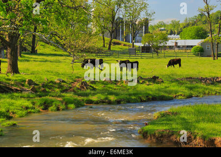 Cows Grazing near Ottobine in the Shenandoah Valley of Virginia, USA ...