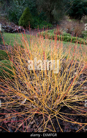 Cornus sanguinea Midwinter Fire Stock Photo - Alamy