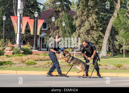 Police dog handling demonstration where the dog subdues a suspect at ...