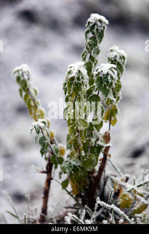 Frosty morning plants in winter Stock Photo - Alamy