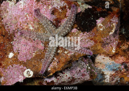 Spiny starfish, Spiny sea star, Sea star, Sea-star (Marthasterias ...