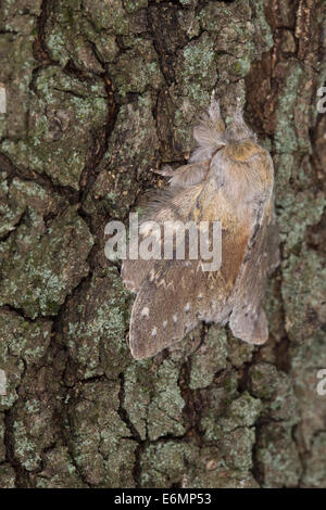 Lobster moth, Buchen-Zahnspinner, Buchenspinner, Buchen-Spinner ...