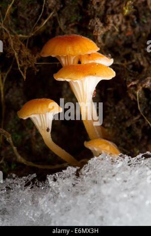 Snow Cap Mushrooms Stock Photo: 2708202 - Alamy