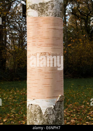 A silver birch tree trunk with peeling bark Stock Photo - Alamy