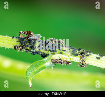 Lice and Ants on the stem of a flower Stock Photo - Alamy