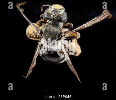 Andrena aliciae, a species of mining bee, photographed in Maryland ...
