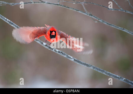 Male Northern Cardinal in flight with wings spread Stock Photo - Alamy