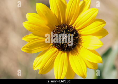 USA, Kansas. Wild Sunflower Stock Photo - Alamy
