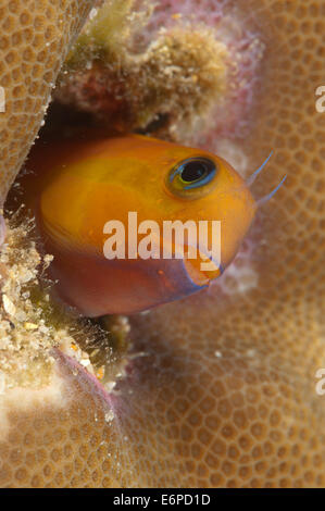 The brown coral blenny, Atrosalarias fuscus, is also known as the black ...