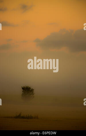 Misty morning sunrise over wheat field, heralds the dawn of a new day ...