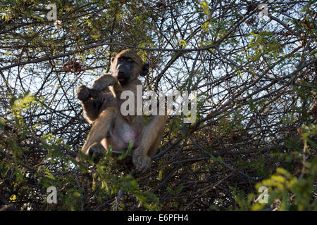 Monkey outdoor the rooms at Royal Livingstone Hotel. Three types of ...